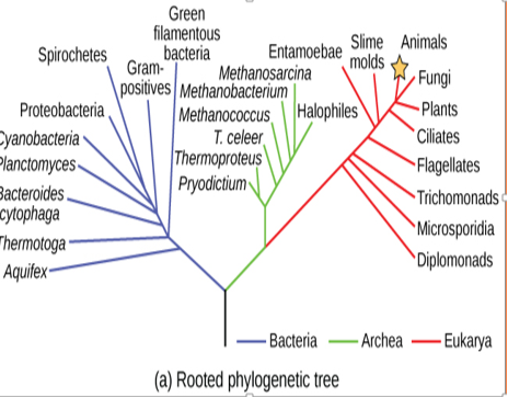 Solved (a) ﻿Rooted phylogenetic treeBased on the | Chegg.com