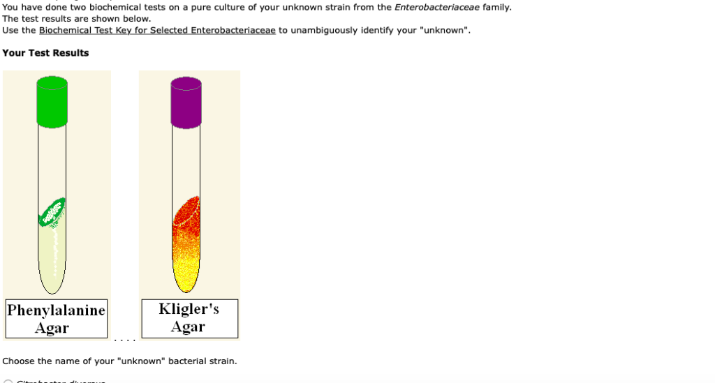 Solved Choose the name of your "unknown" bacterial strain. | Chegg.com