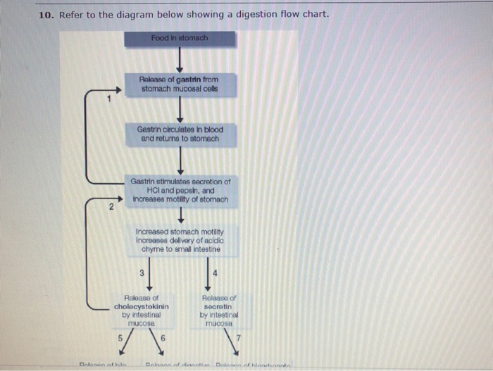 Flow Chart Of The Digestive System