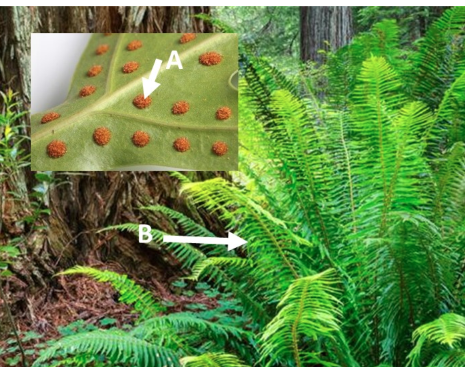 Solved Check all statements that are true, Options: * A are | Chegg.com