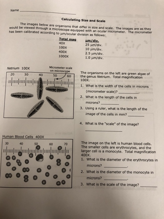 Solved Name Calculating Size and Scale The images below are | Chegg.com
