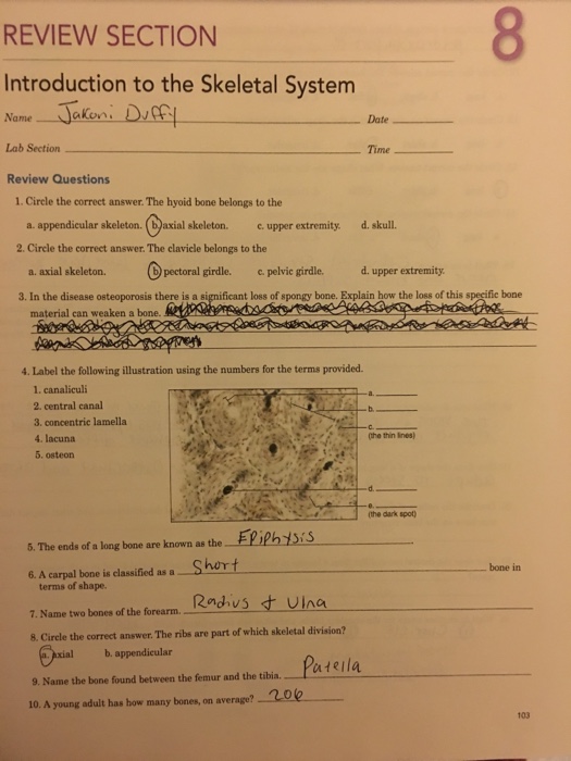 Solved REVIEW SECTION Introduction to the Skeletal System | Chegg.com