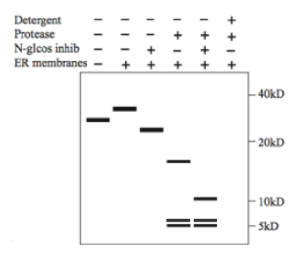 To test your predicted membrane topology from the | Chegg.com