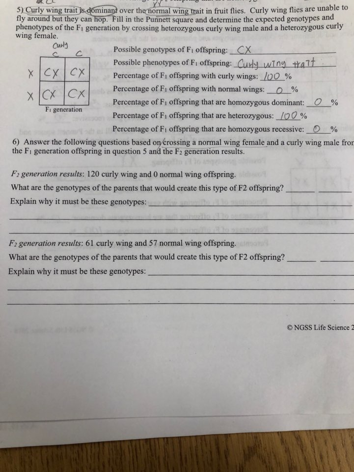 Solved 5) Curly wing trait )s dominane over the normal wing | Chegg.com