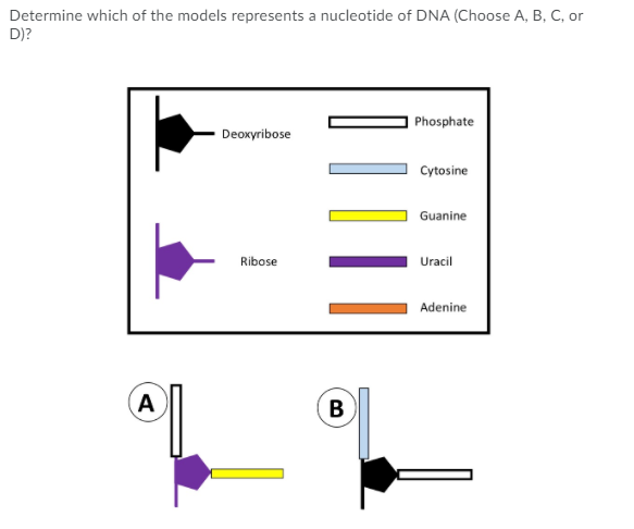 Determine which of the models represents a nucleotide | Chegg.com