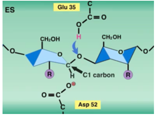 Solved The image depicts active site R groups that are | Chegg.com