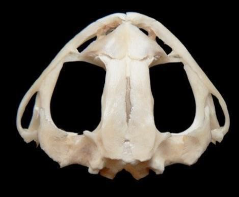 Solved Label the external nares and foramen magnum of the | Chegg.com
