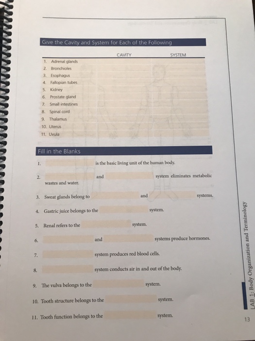 Solved 1: Body Organization and Terminology Match the | Chegg.com