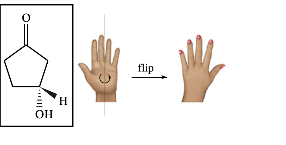 Solved Which of these structures shows how the pictured | Chegg.com
