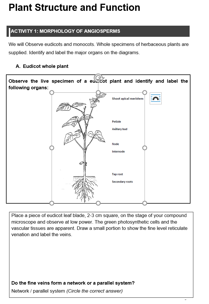 Plant Structure And Function Answers