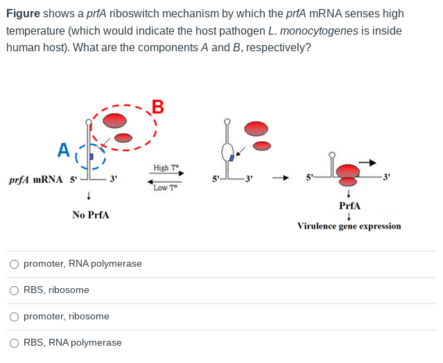Solved Figure shows a prfA riboswitch mechanism by which the | Chegg.com