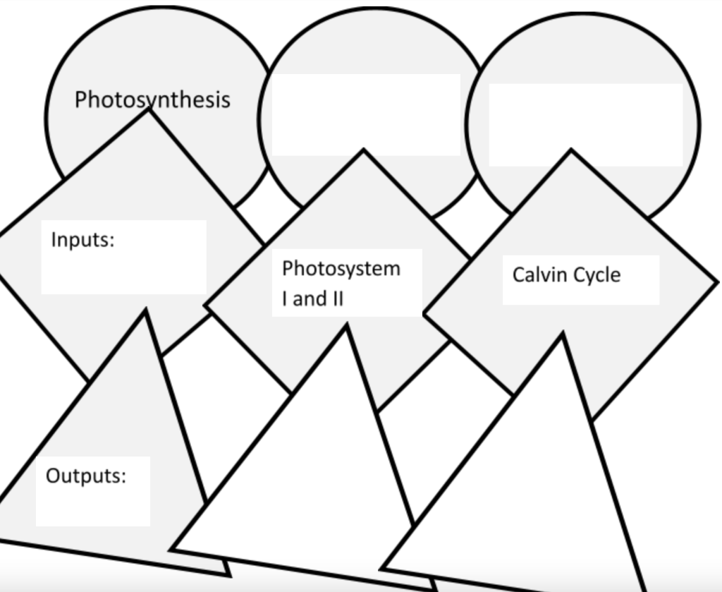 Solved Photosynthesis STEM Case Design Thinking: | Chegg.com