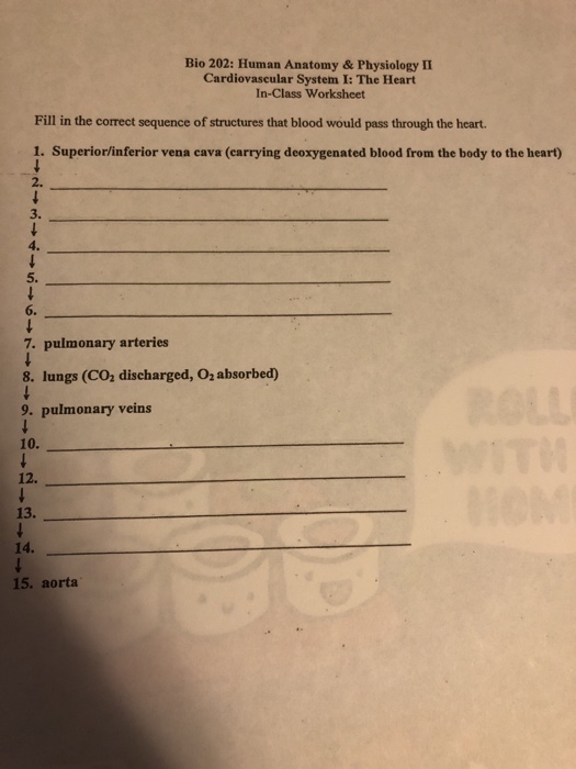 Solved Bio 202: Human Anatomy & Physiology II Cardiovascular | Chegg.com