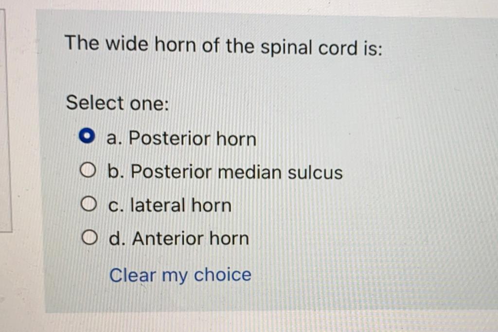 Solved The wide horn of the spinal cord is: Select one: O a. | Chegg.com