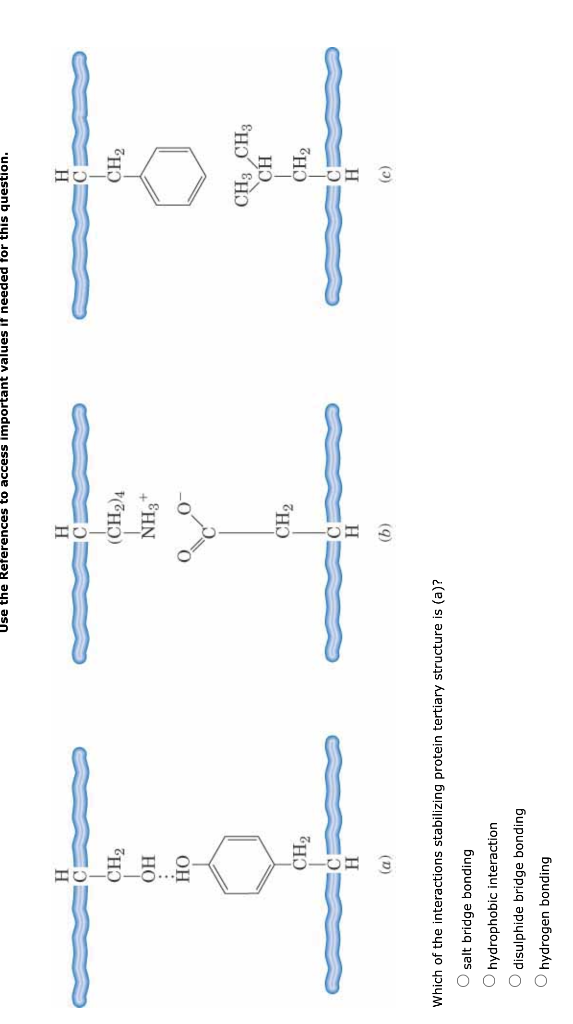 Solved Which of the interactions stabilizing protein | Chegg.com