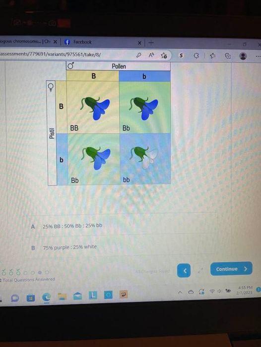 Solved A 25%BB:50%Bb:25%bb B 75% purple : 25% white | Chegg.com
