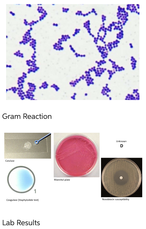 Gran Reaction Unknown Catalase Coagulase | Chegg.com