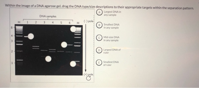 Solved Within the image of a DNA agarose gel, drag the DNA | Chegg.com