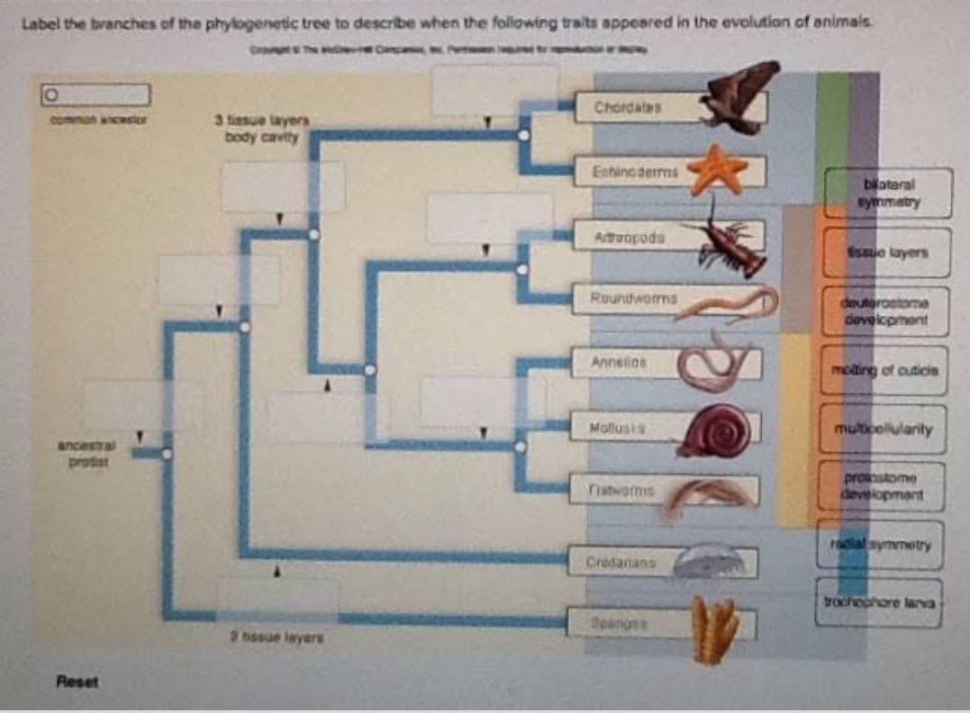 Solved Label the branches of the phylogenetic tree to | Chegg.com