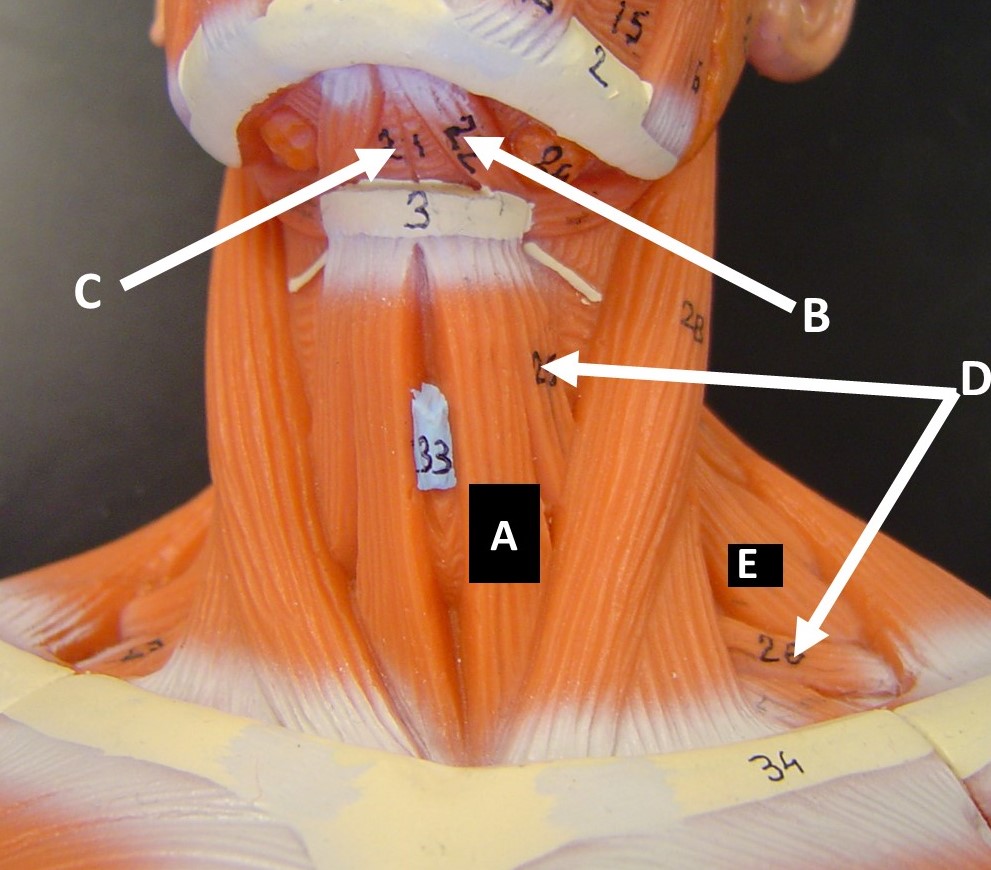 Solved Anatomy and PhysiologyCan you please help me with the | Chegg.com Solved Anatomy and PhysiologyCan you please help me with the | Chegg.com