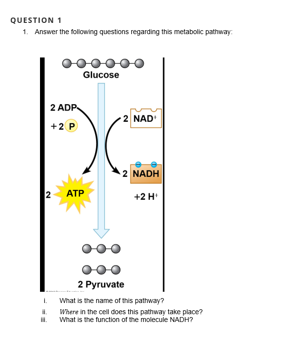 Solved QUESTION 1 1. Answer the following questions | Chegg.com