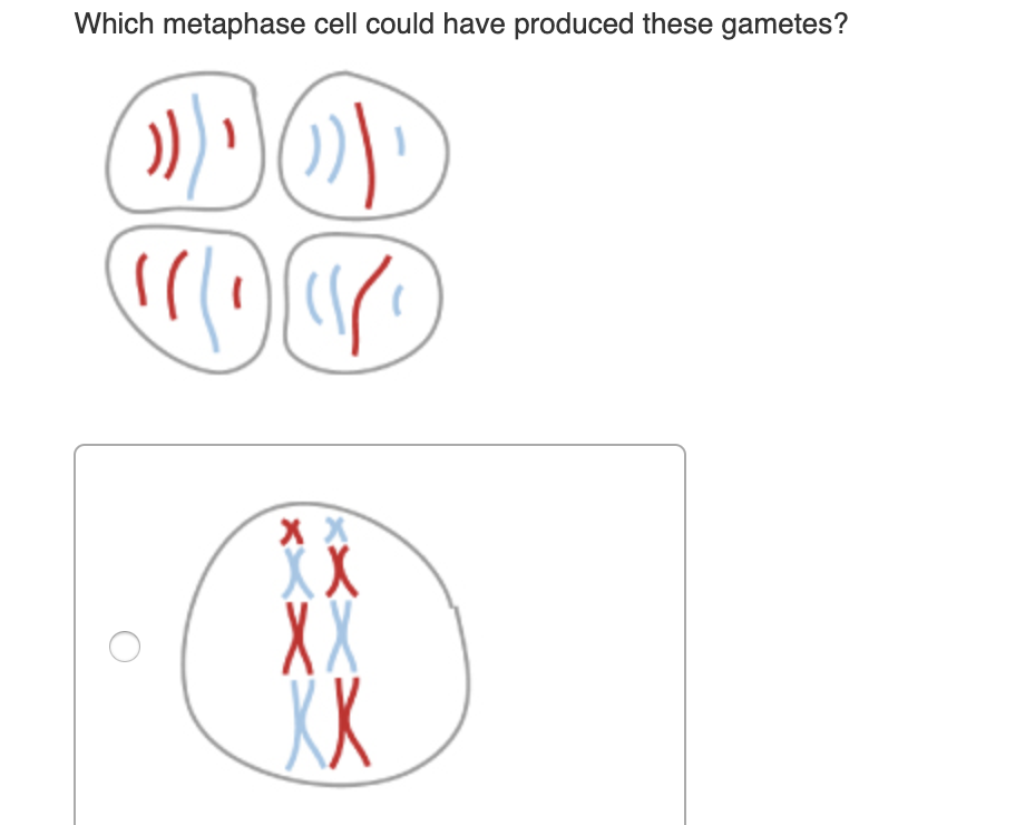 Solved Which metaphase cell could have produced these | Chegg.com