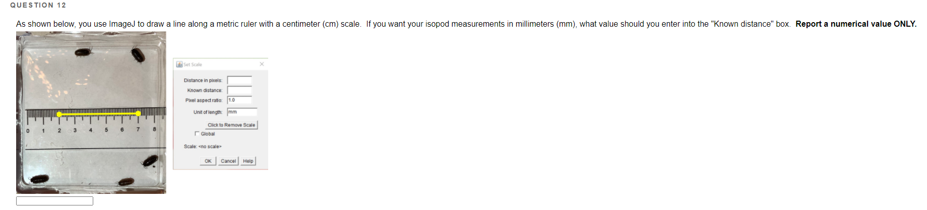 Solved QUESTION 12 As shown below, you use Imagej to draw a | Chegg.com