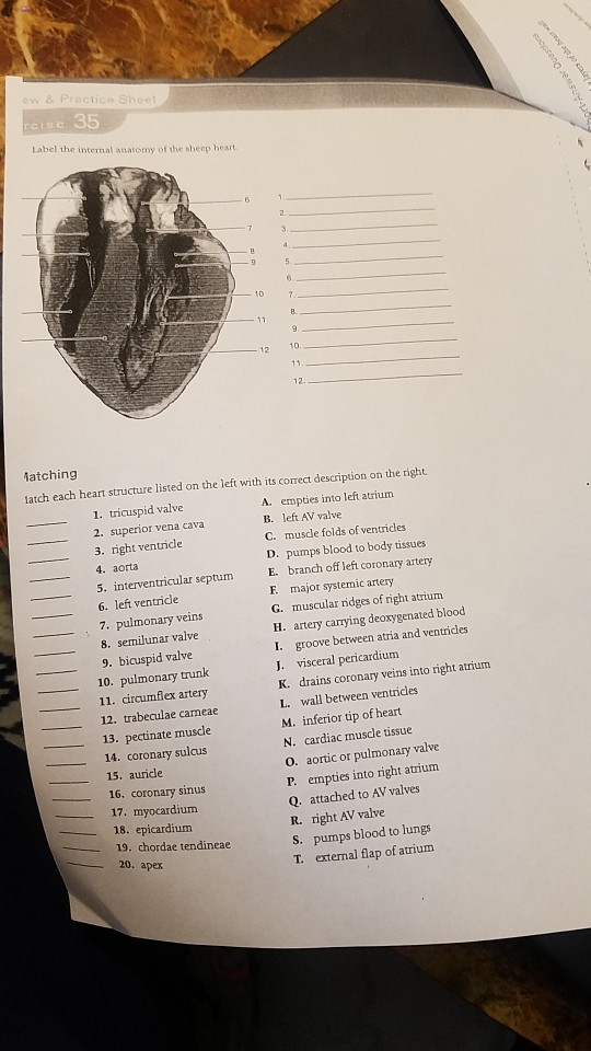 Solved Label the internal anatomy of ithe sheep heart 2. 12. | Chegg.com