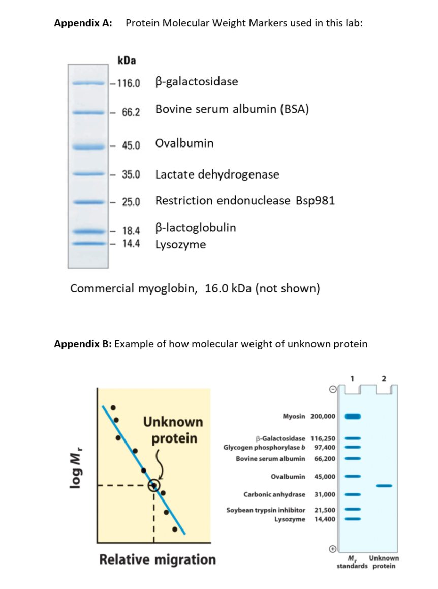 Solved Protein analysis by gel electrophoresis a). Using | Chegg.com