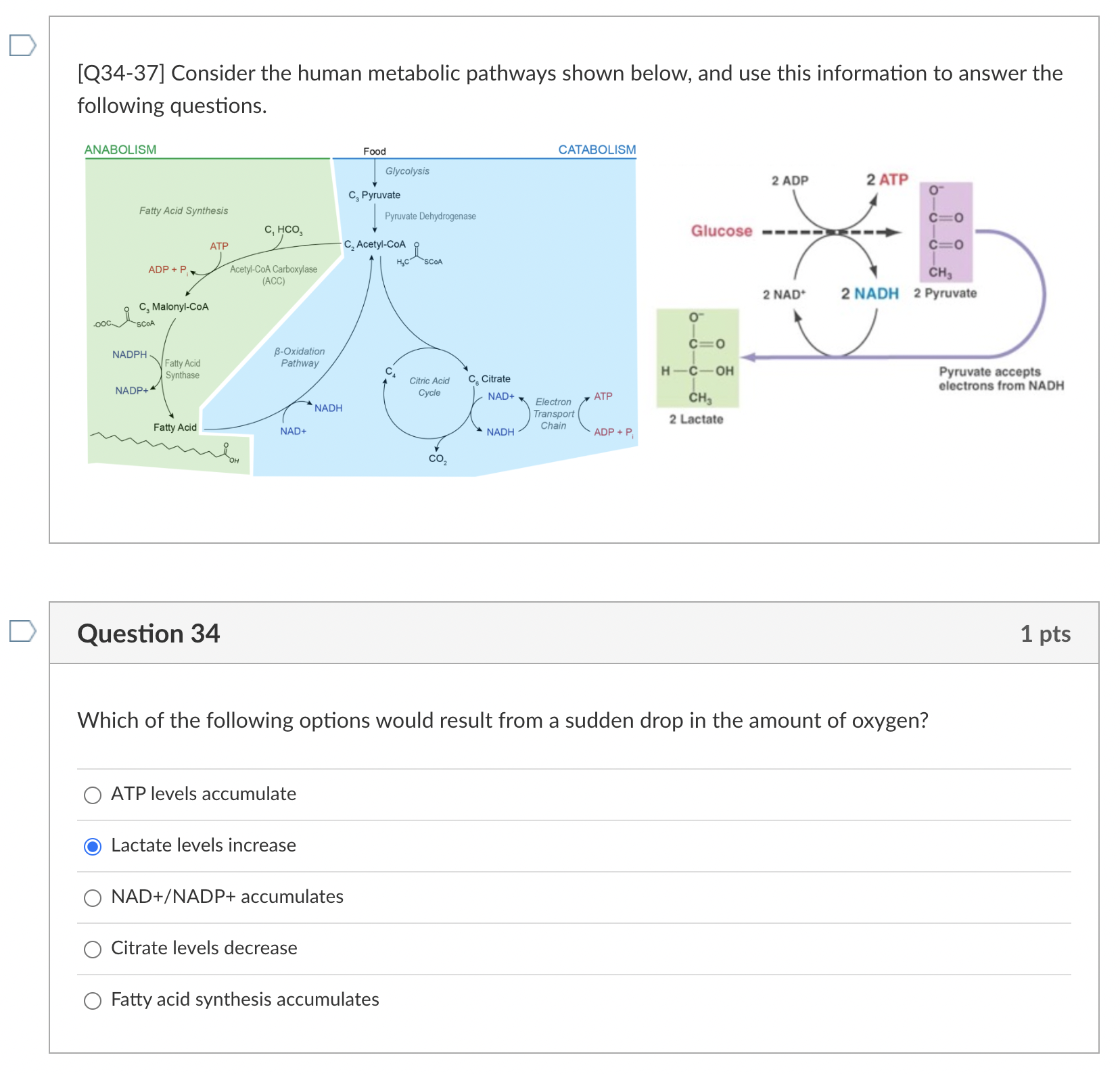 Solved [Q34-37] Consider the human metabolic pathways shown | Chegg.com
