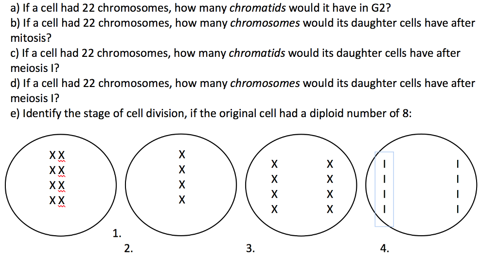 Solved a) If a cell had 22 chromosomes, how many chromatids | Chegg.com