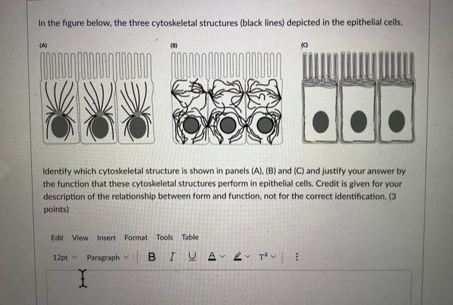 Solved In the figure below, the three cytoskeletal | Chegg.com