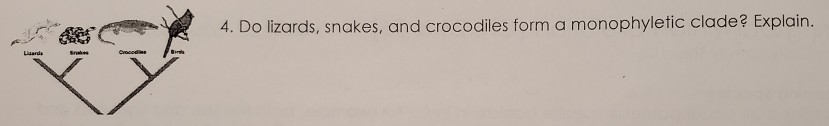 Solved monophyletic clade? Explain. 4. Do lizards, snakes, | Chegg.com