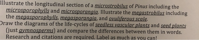 Solved Ilustrate the longitudinal section of a | Chegg.com