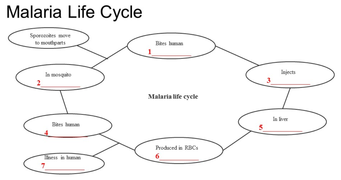 Solved Concept Map (Protista Illustration): Instructions: | Chegg.com