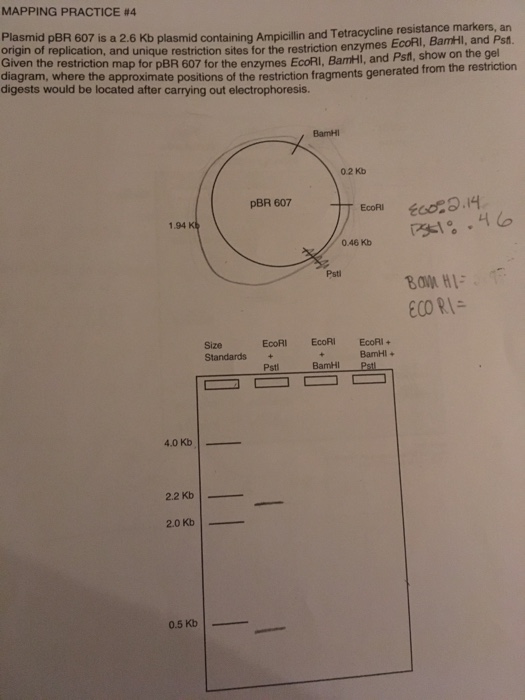 Solved MAPPING PRACTICE #4 Plasmid pBR 607 is a 2.6 Kb | Chegg.com