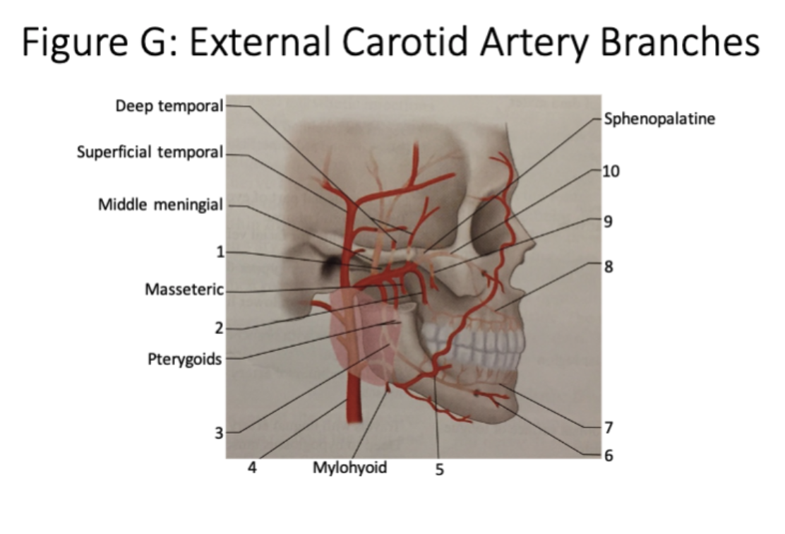 Solved Figure G: External Carotid Artery Branches Deep | Chegg.com