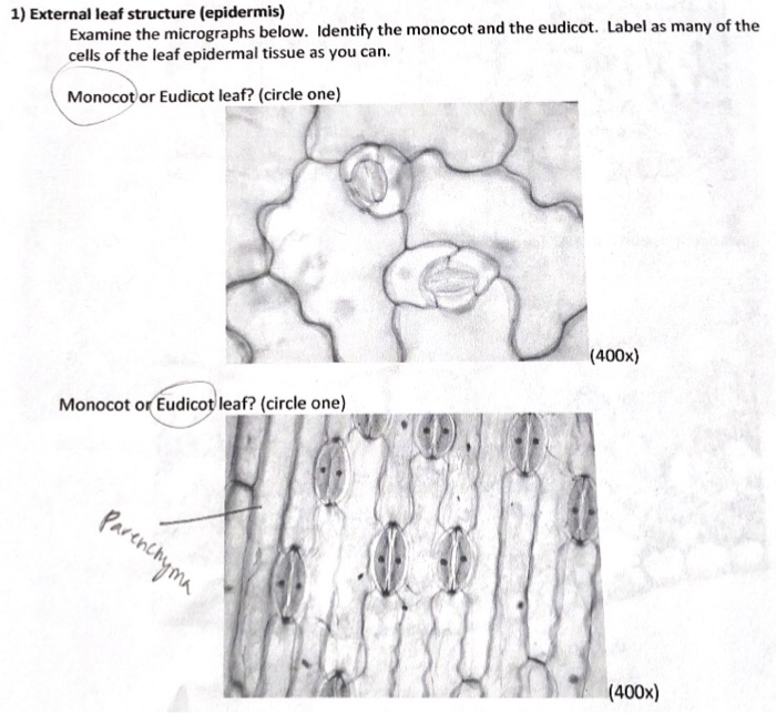 Solved I need help I dont know what else to label on these 2 | Chegg.com