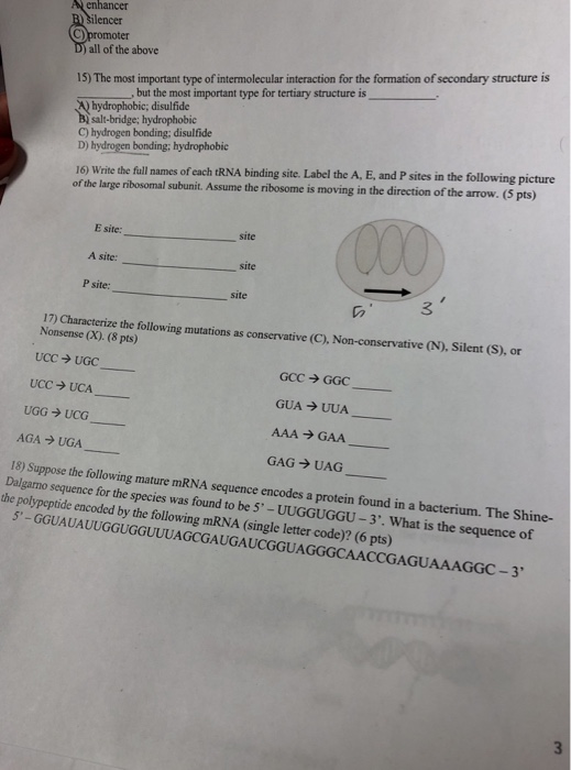 Solved enhancer ilencer C) promoter all of the above 15) The | Chegg.com