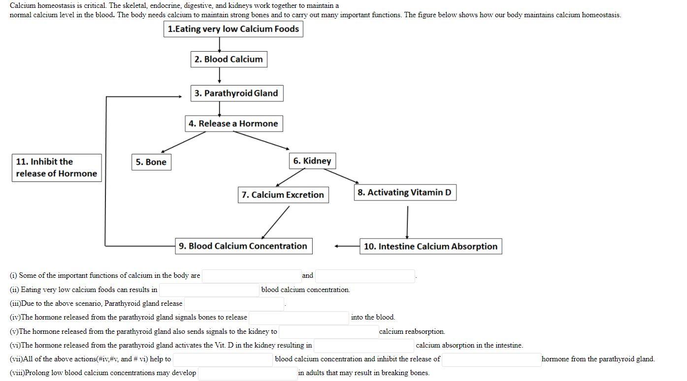 Solved Calcium homeostasis is critical. The skeletal, | Chegg.com