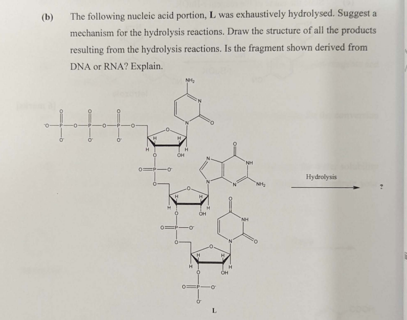 Solved The following nucleic acid portion, L was | Chegg.com