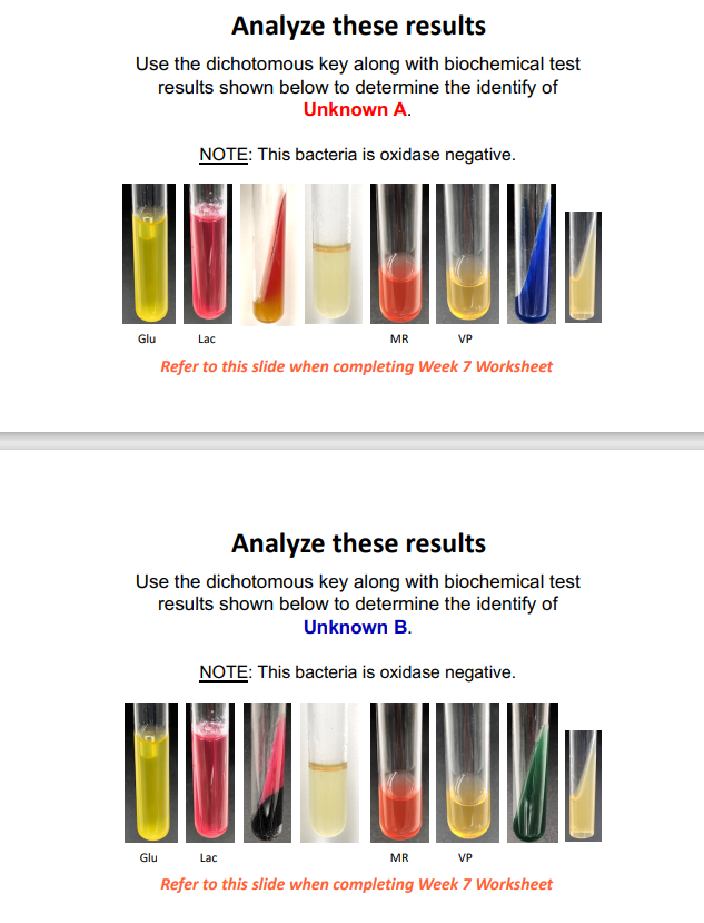 Solved Bacilli Cocci Oxidase Oxidase Acinetobacter Neisseria | Chegg.com