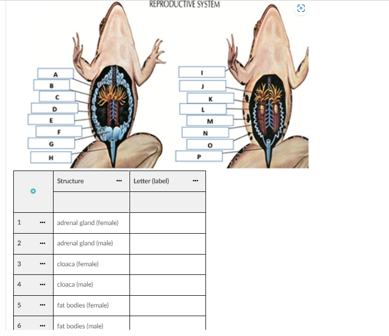  Solved Labeling Female Vs Male Frog Reproductive System 