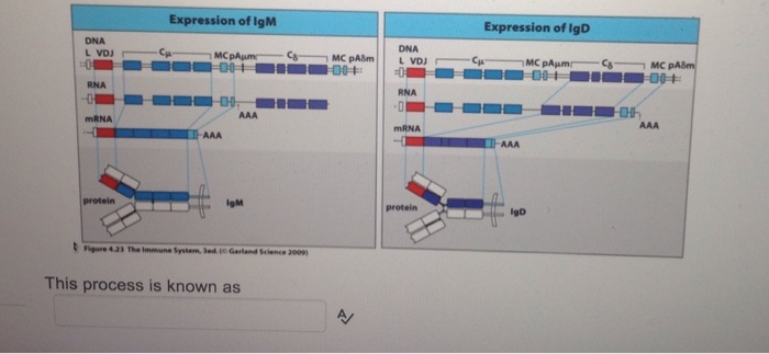 Solved Expression of IgM Expression of IgD DNA DNA RNA RNA | Chegg.com