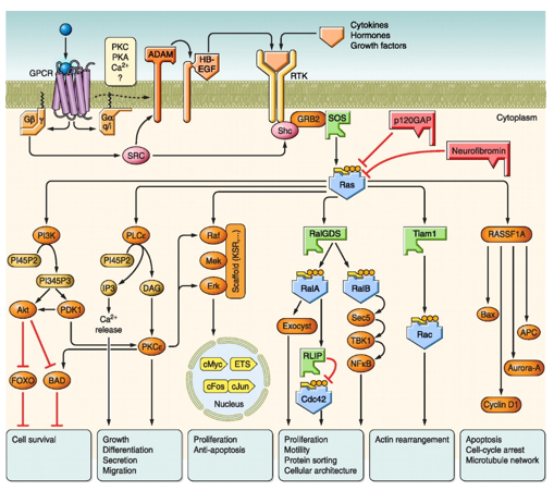 a. Components of the kinase cascade of the RTK | Chegg.com