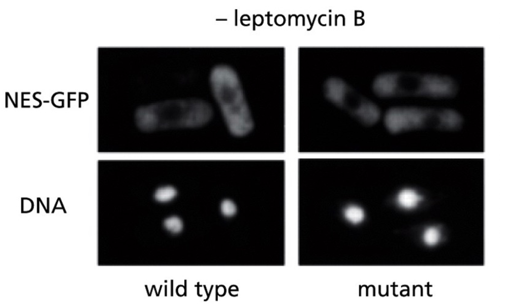 Solved In yeast S. pombe resistance to leptomycin B (LMB) | Chegg.com