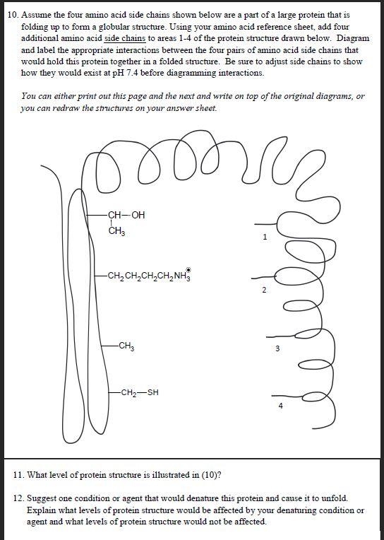 Solved 10 Assume The Four Amino Acid Side Chains Shown