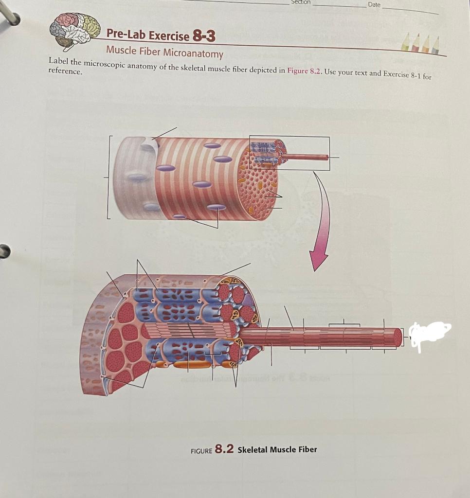 Solved Section Date Pre-Lab Exercise 8-3 Muscle Fiber | Chegg.com