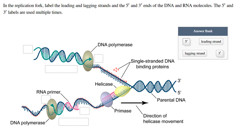 Solved In the replication fork, label the leading and | Chegg.com