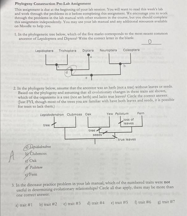 Solved Phylogeny Construction Pre-Lab Assignment This | Chegg.com